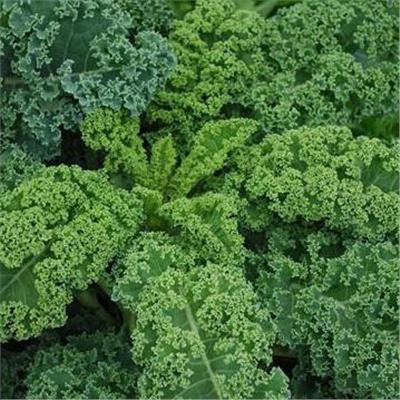 Hạt Giống Rau Cải Xoăn Xanh Kale