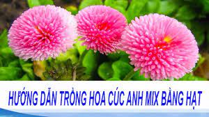 Cách trồng và chăm sóc hoa cúc anh mix | Hạt giống cúc anh mix hàng ...